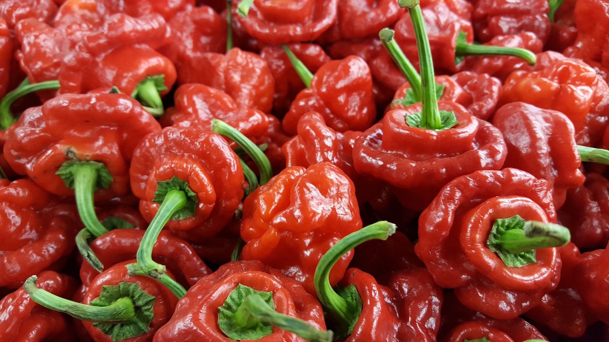 Scotch Bonnet Pepper Heat Flavor Ingredient Pairings Scotch Bonnet Pepper Heat Flavor Ingredient Pairings