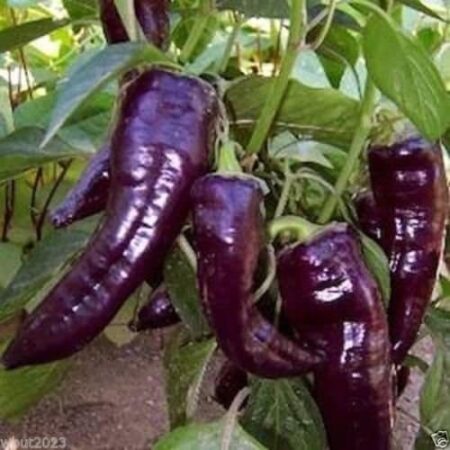 Purple Peppers Guide: Heat, Flavor, Uses