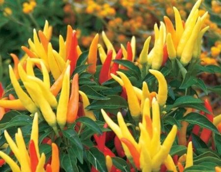 Colorful Peppers Guide: Rainbows Of The Scoville Scale – PepperScale