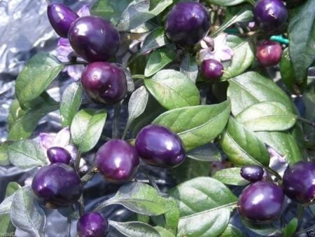 Purple Peppers Guide: Heat, Flavor, Uses