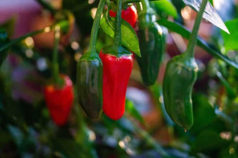 Peri-Peri Pepper Guide: Heat, Flavor, Uses – PepperScale