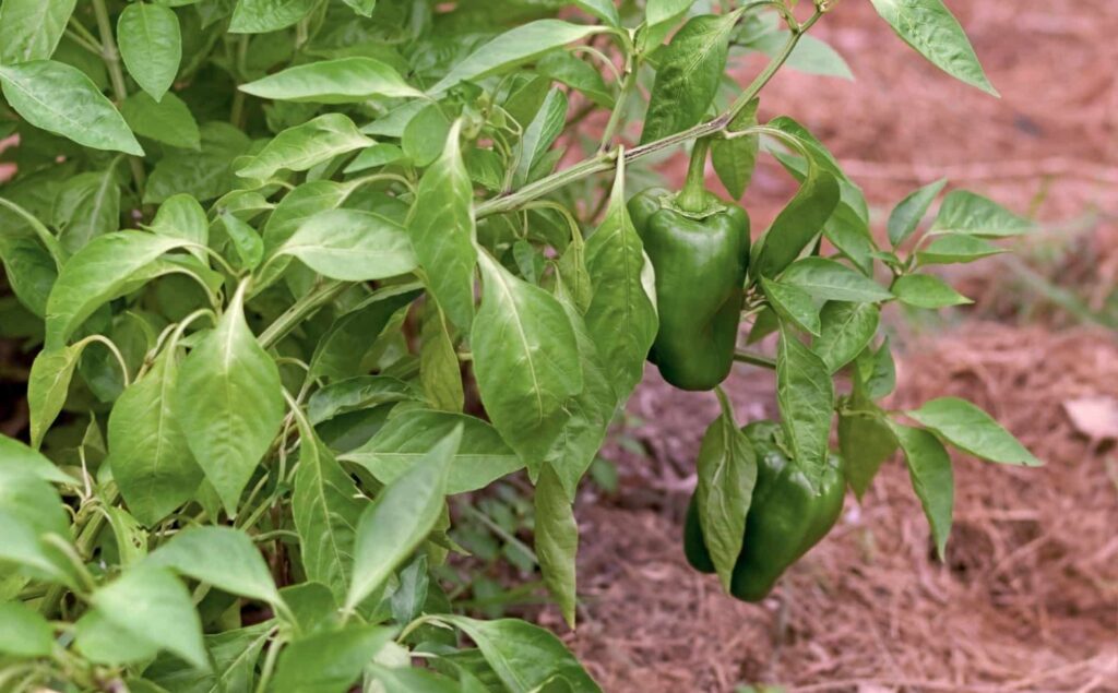 Growing Peppers – PepperScale