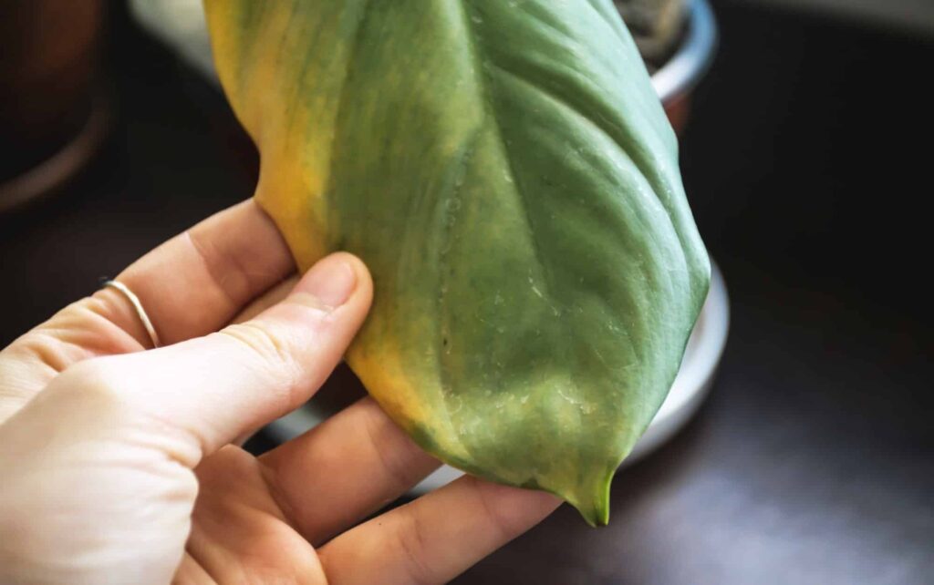 Growing Peppers – PepperScale