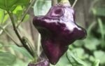 Purple Peppers Guide: Heat, Flavor, Uses