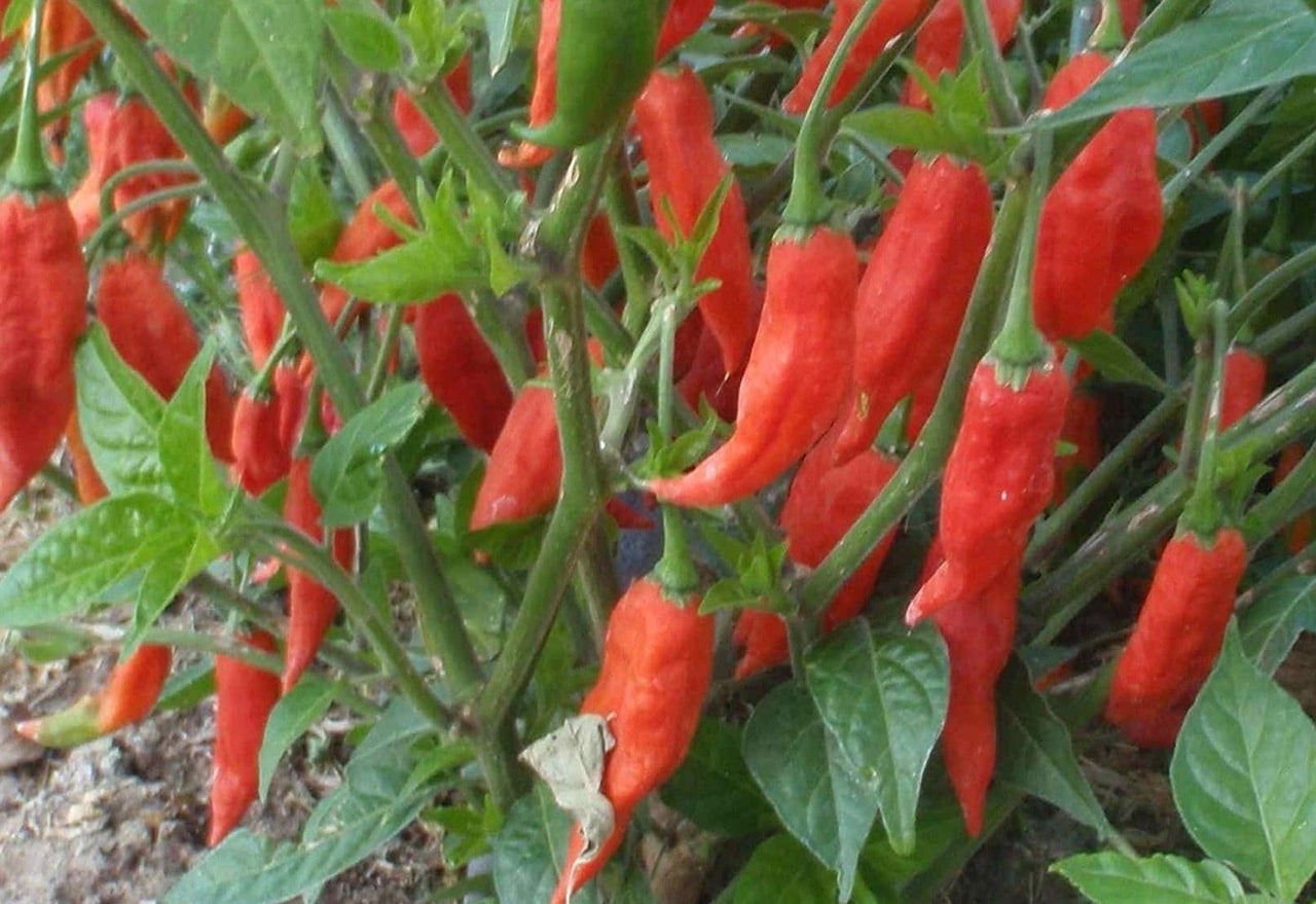 Hot Paper Lantern Guide: Heat, Flavor, Uses – PepperScale